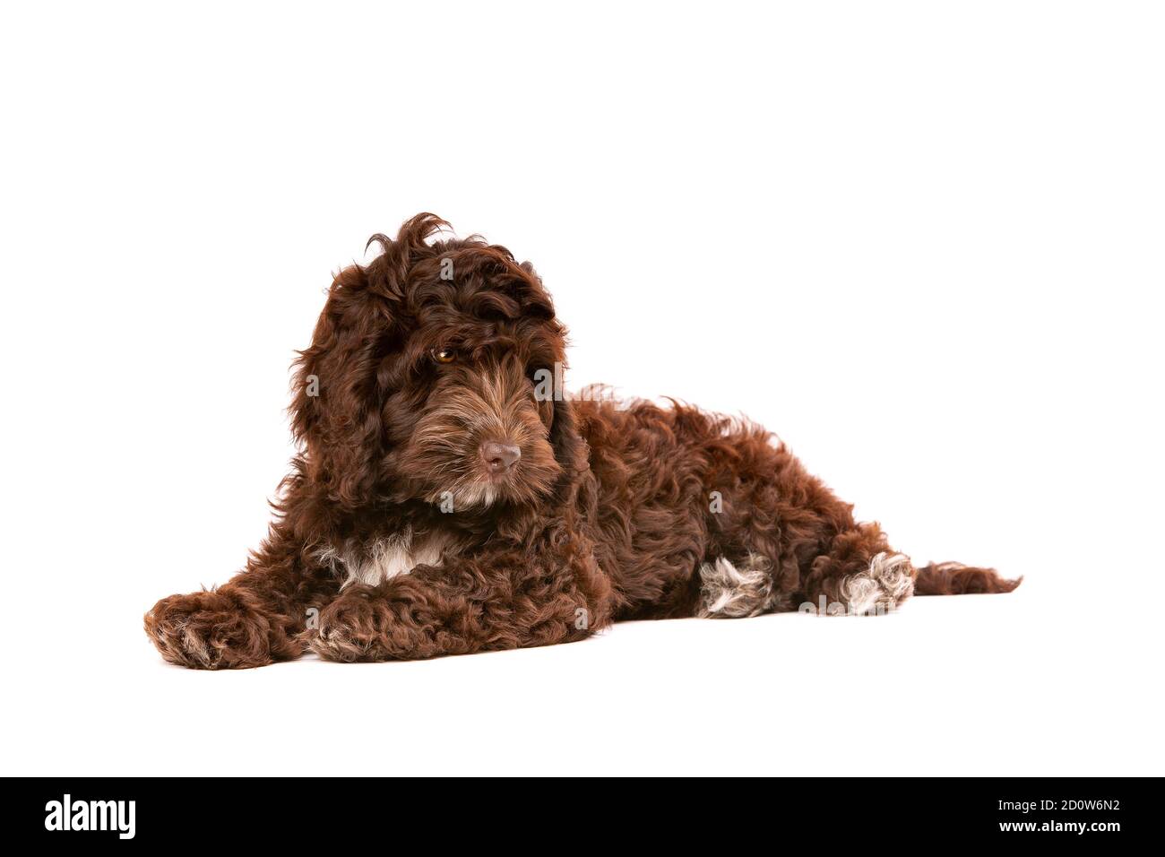 Chocolate Cockapoo puppy dog in front of a white background Stock Photo ...