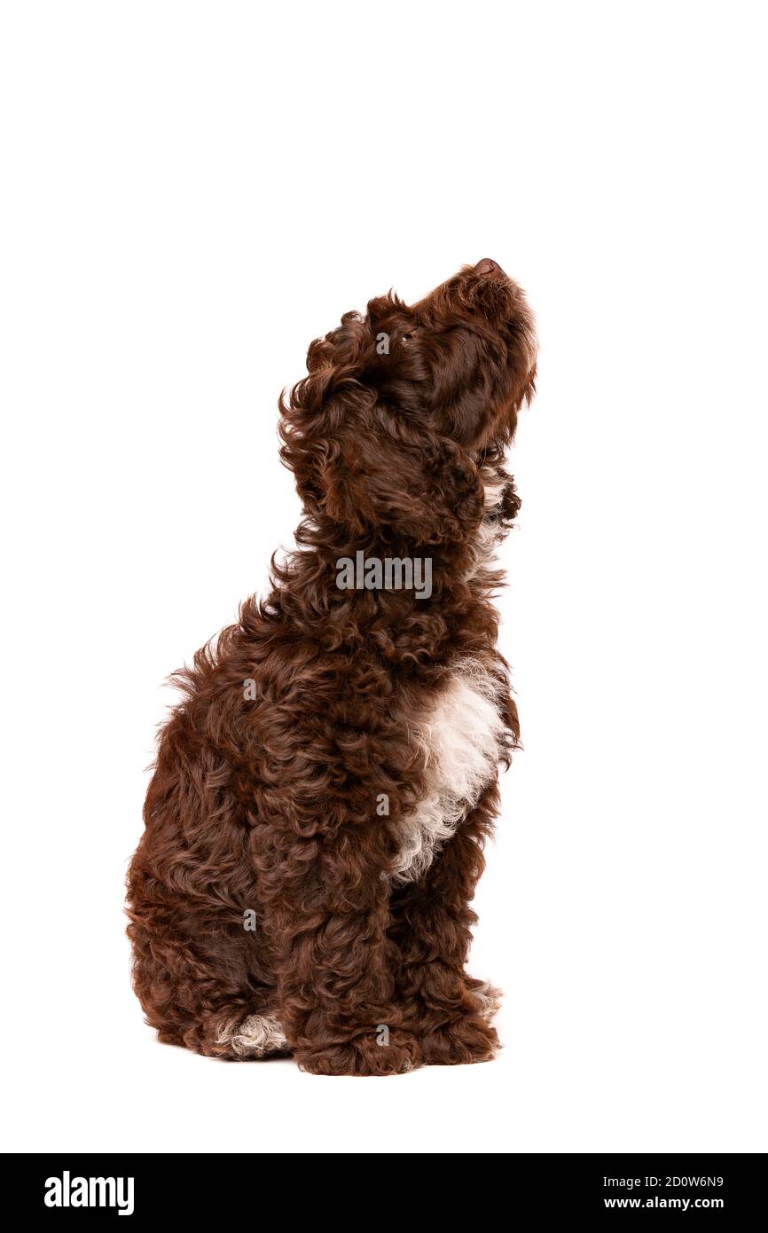 Chocolate Cockapoo puppy dog in front of a white background Stock Photo ...