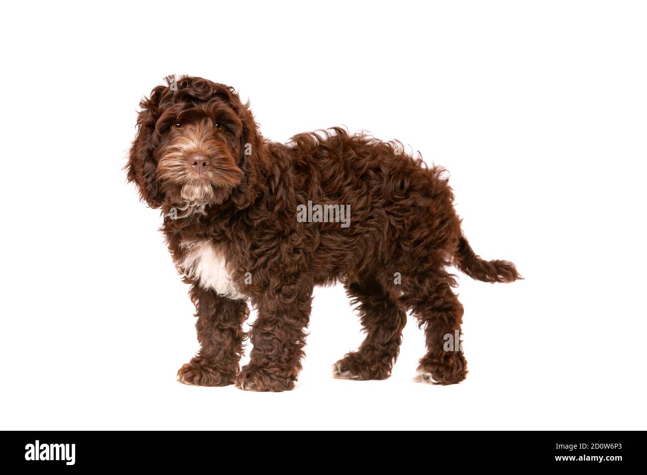 Chocolate Cockapoo puppy dog in front of a white background Stock Photo ...