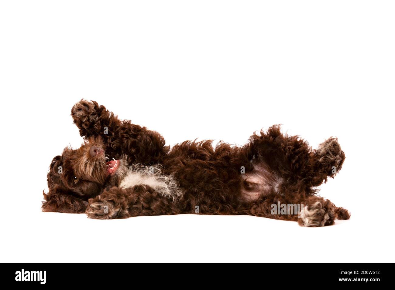 Chocolate Cockapoo puppy dog in front of a white background Stock Photo ...