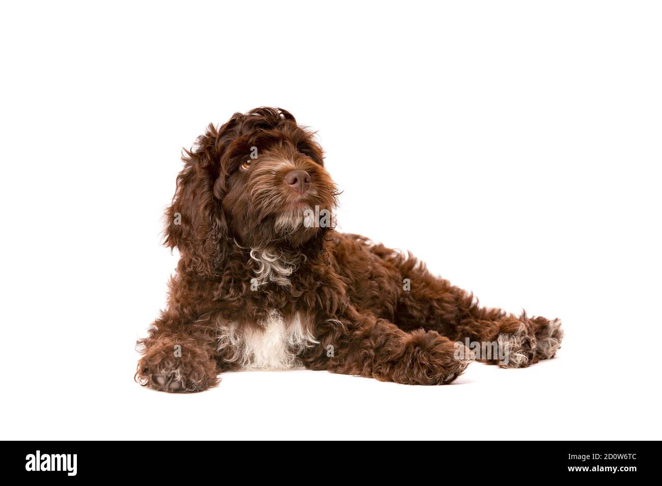 Chocolate Cockapoo puppy dog in front of a white background Stock Photo ...