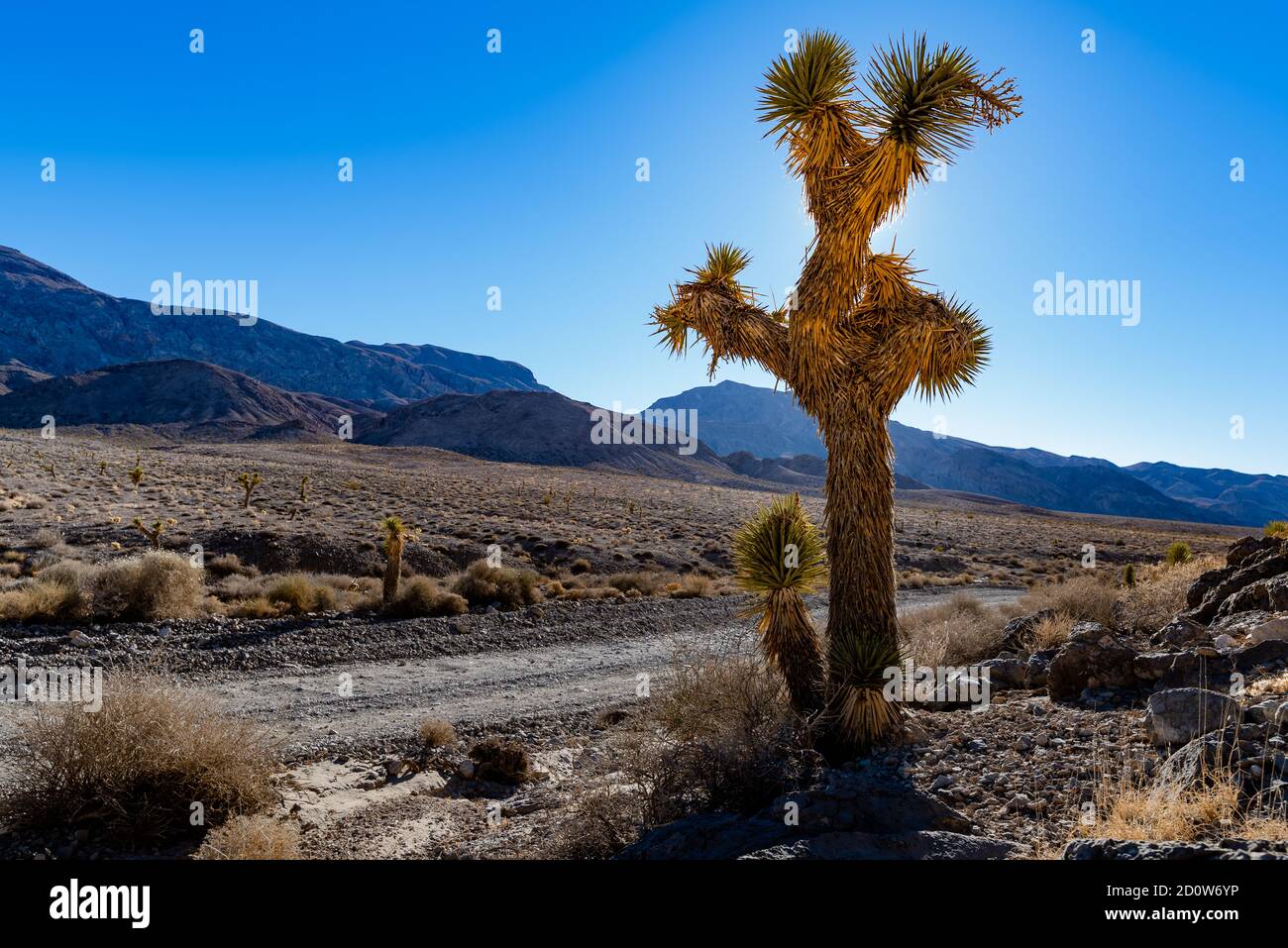 The joshua tree death valley hi-res stock photography and images - Alamy