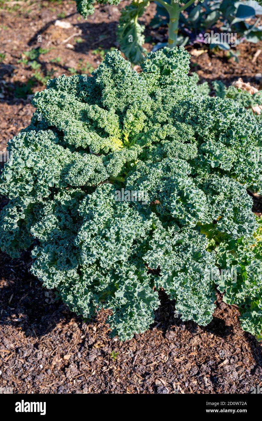 Organic green leaf curly kale cabbage growing in garden close up Stock ...
