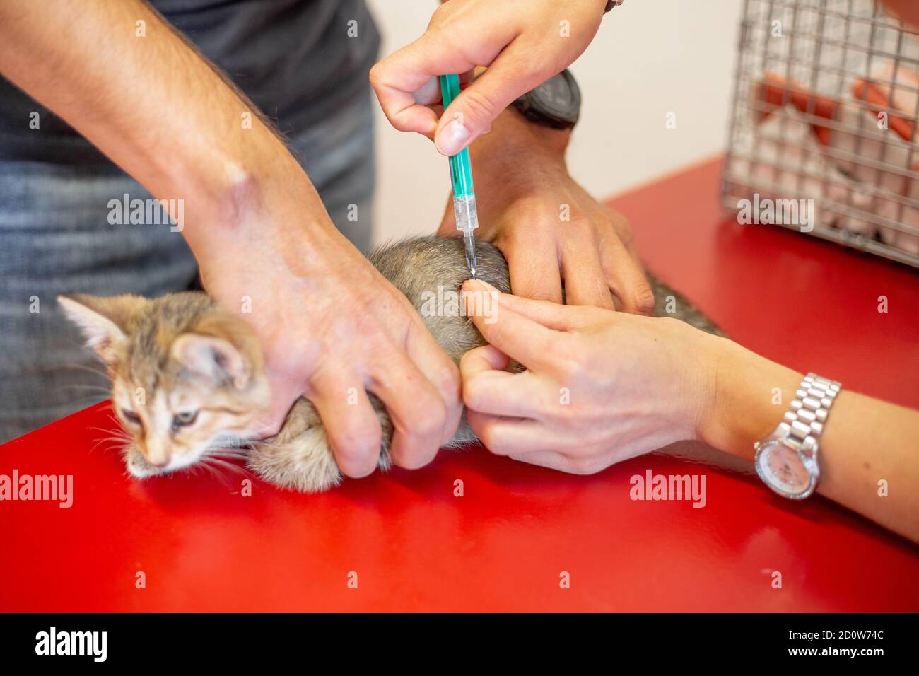 Vaccination of a cat at the vet clinic, rabies Stock Photo - Alamy