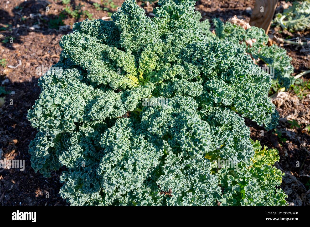 Organic green leaf curly kale cabbage growing in garden close up Stock ...