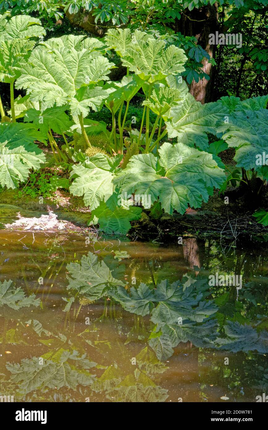 English Pond in the summer time - England, United kingdom Stock Photo ...