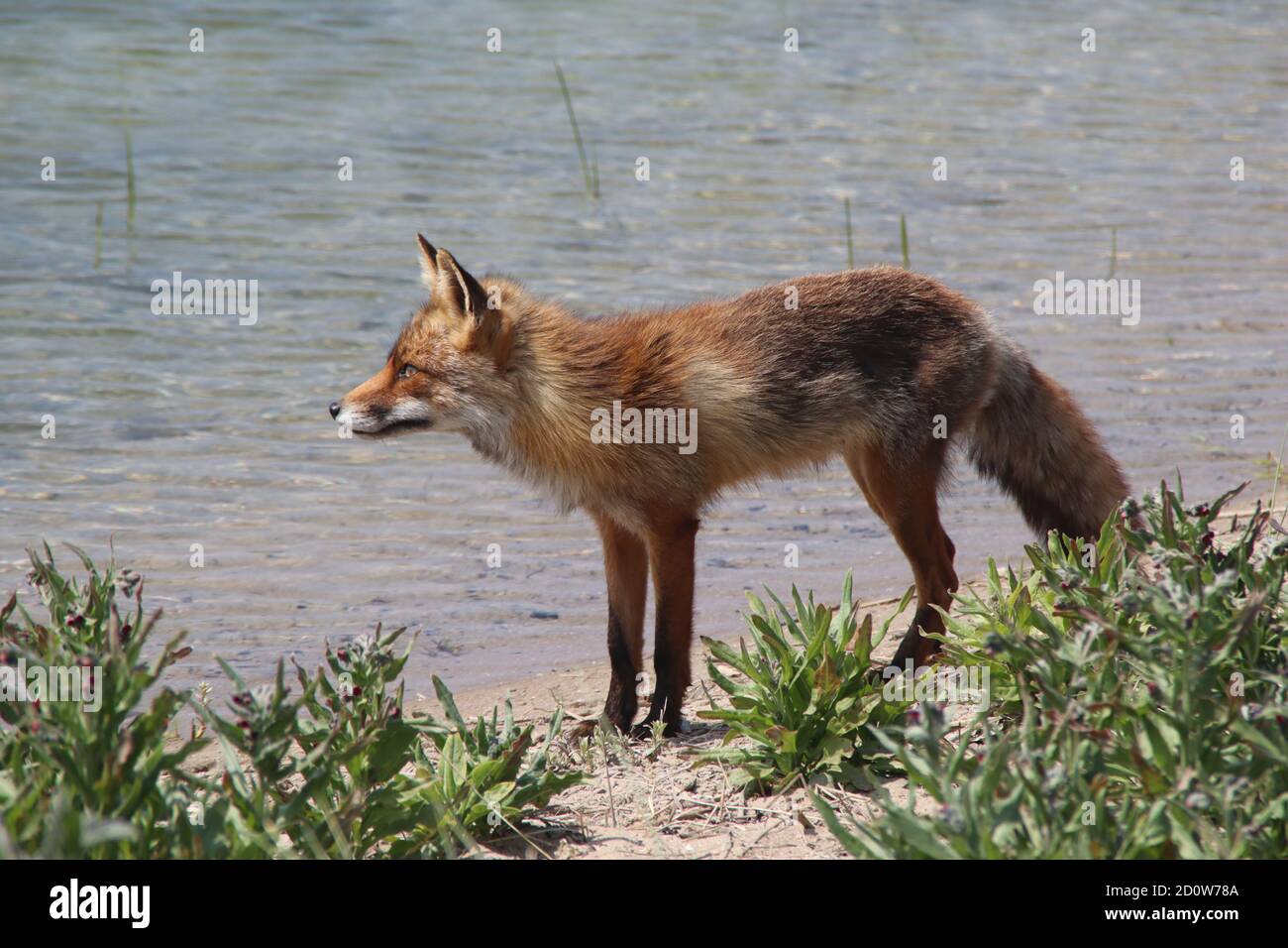 Standing red fox along the water Stock Photo - Alamy