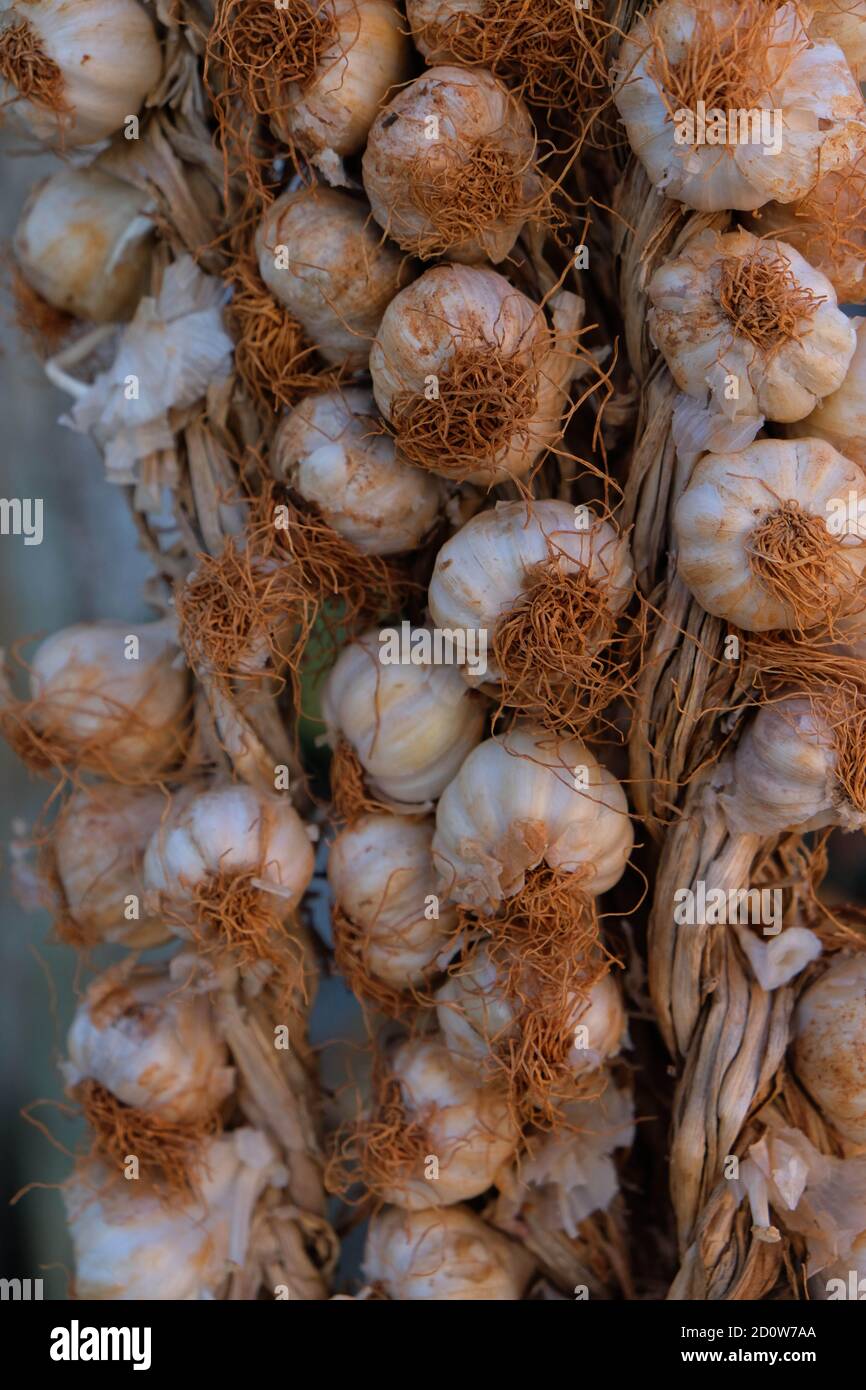 Closeup of bundle of onions ready to be sold on a market Stock Photo ...