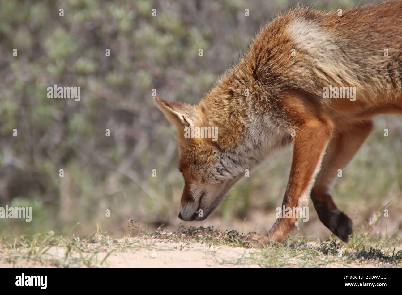Sniffing fox hi-res stock photography and images - Alamy