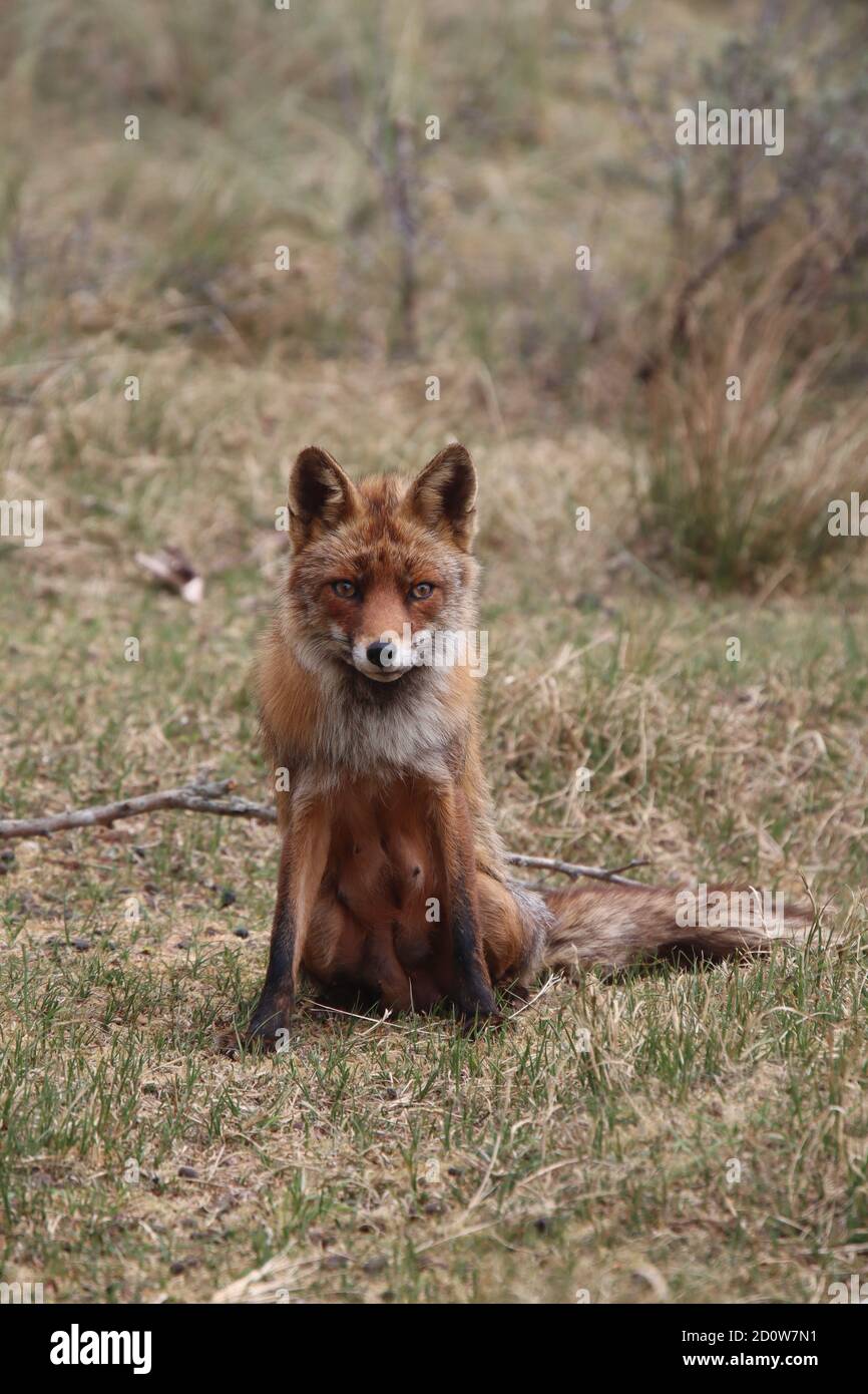 Sitting red fox looks into the camera Stock Photo - Alamy