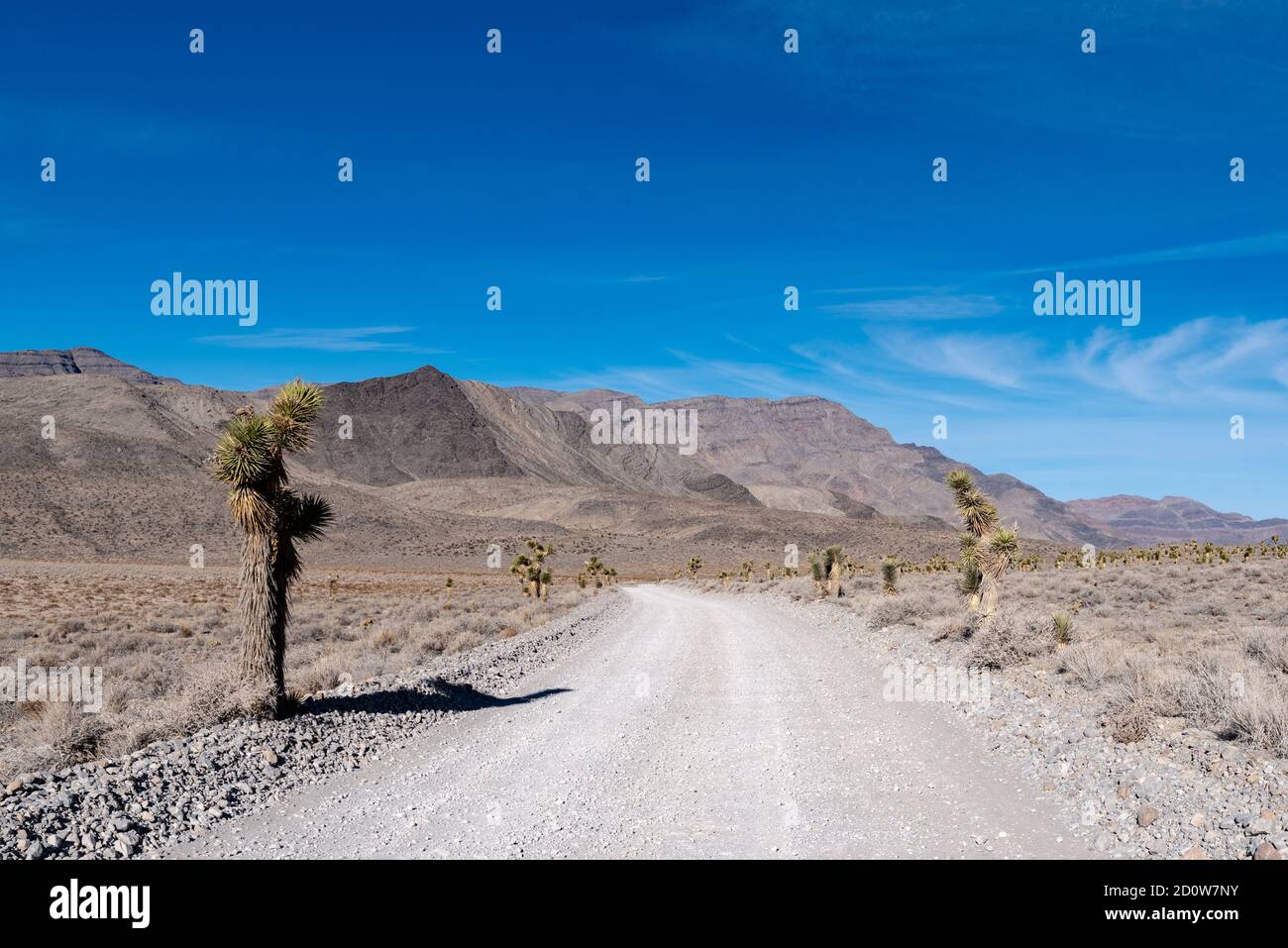 A scene with Joshua Tree in Death Valley, California, USA Stock Photo ...
