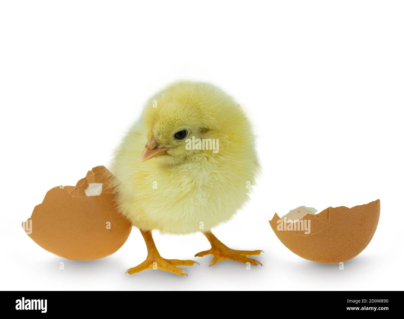 Chicken Chick Hatching From Egg High Resolution Stock Photography and ...