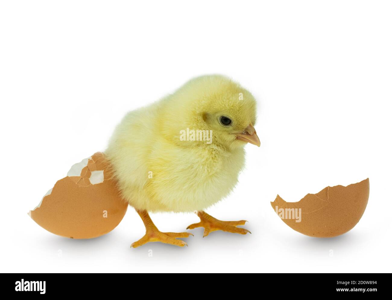 Chicken hatching from an egg and eggshell at white background Stock ...
