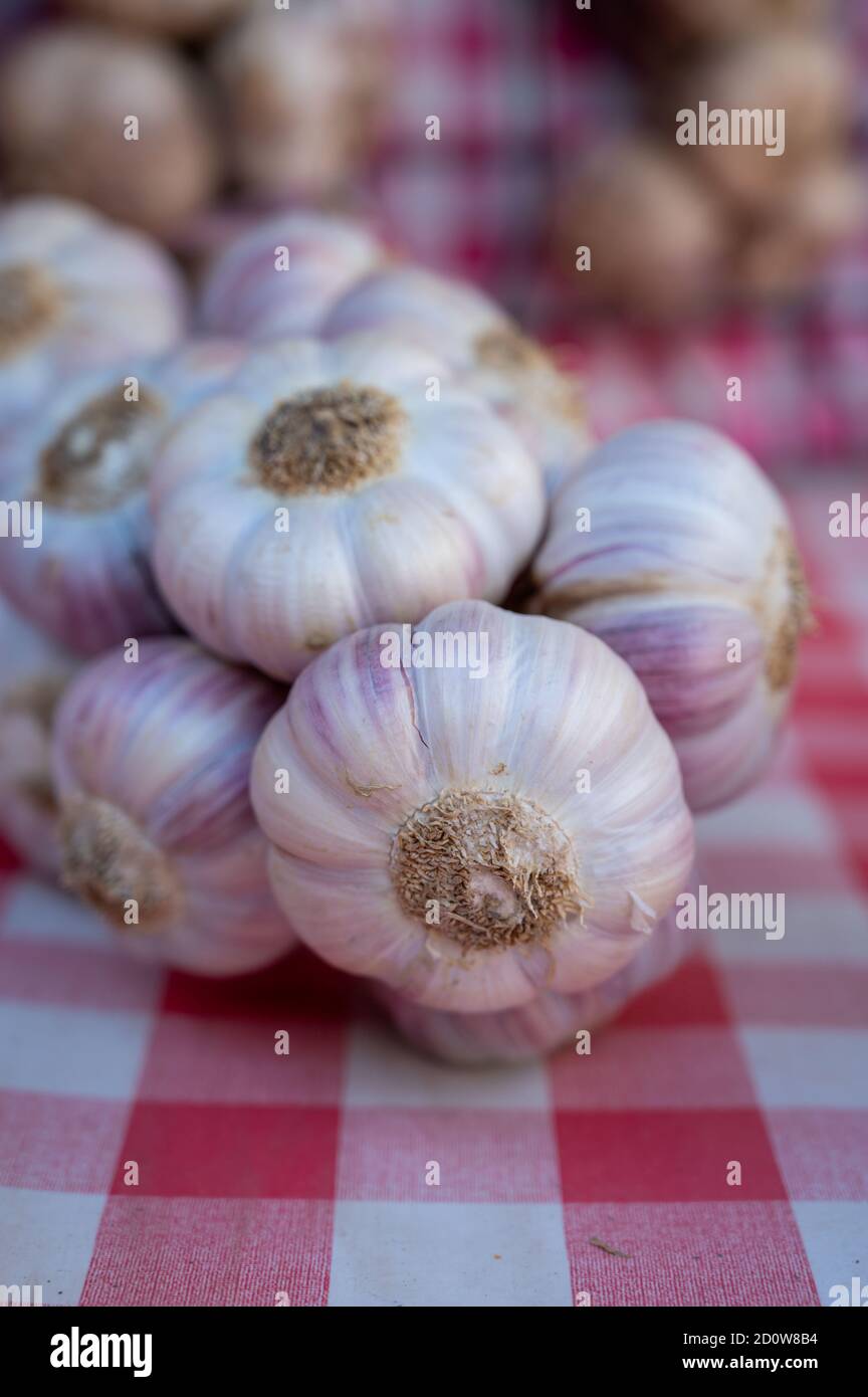 Bunch of fresh aromatic french violet or rose garlic on market in ...