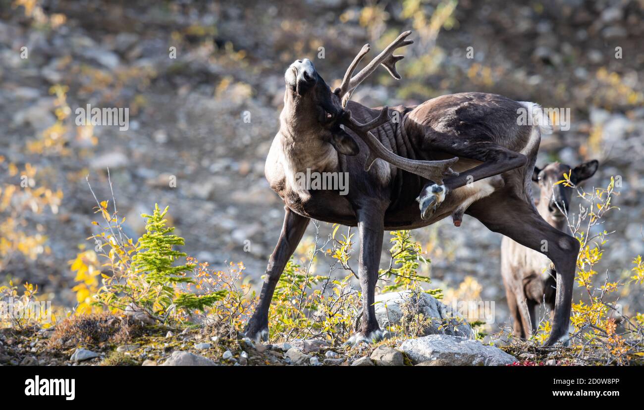 The endangered northern mountain caribou in British Columbia Stock ...