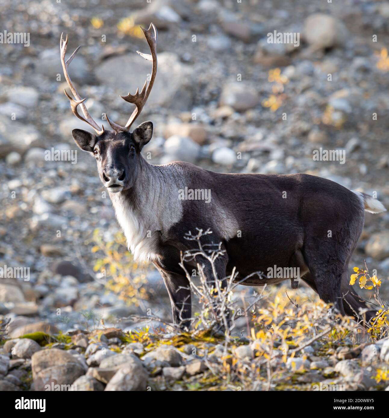 The endangered northern mountain caribou in British Columbia Stock ...