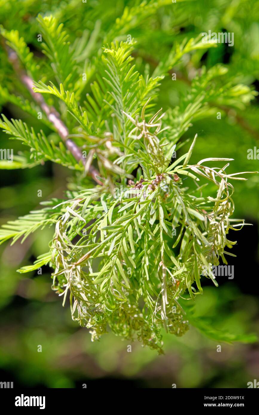 Taxodium distichum detail hi-res stock photography and images - Alamy