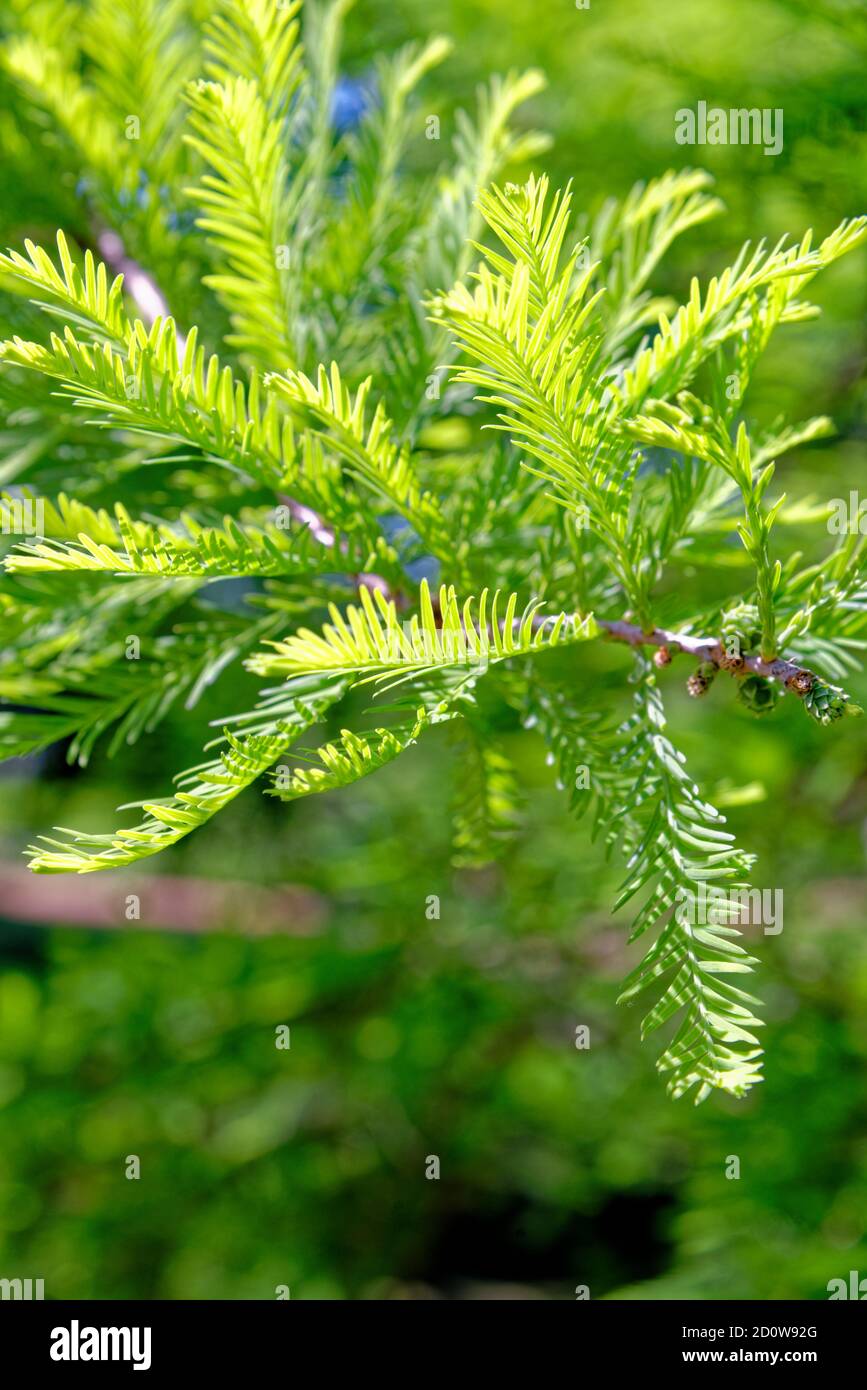 Close-up of Bald Cypress leaves - Taxodiaceae, Taxodium distichum Stock ...
