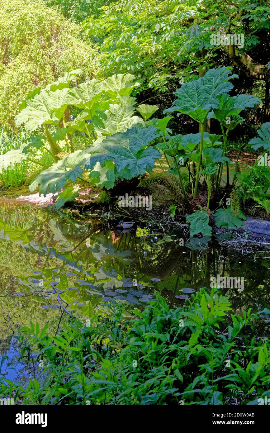English Pond in the summer time - England, United kingdom Stock Photo ...