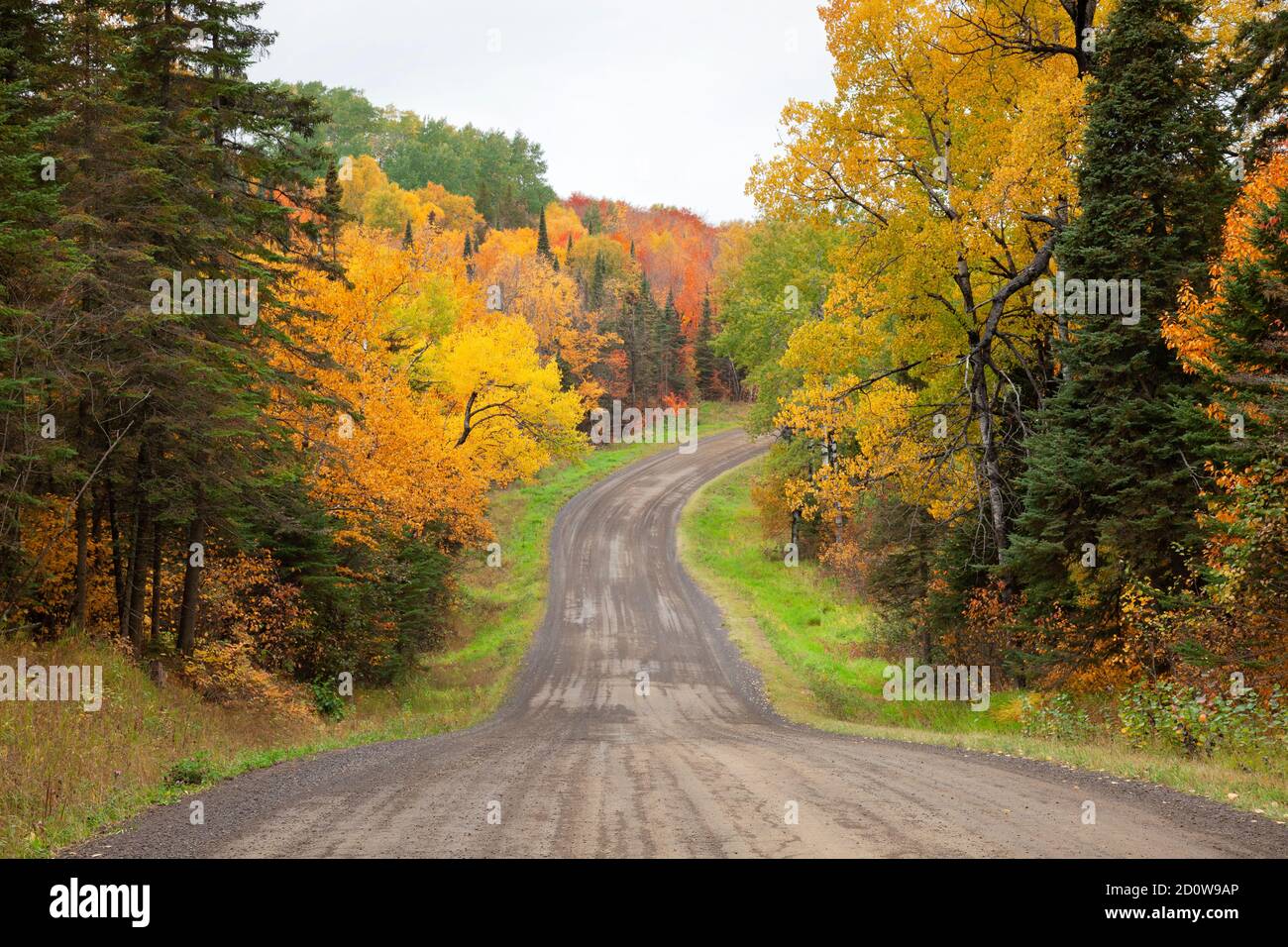Trees in fall color along a dirt road in northern Minnesota Stock Photo ...