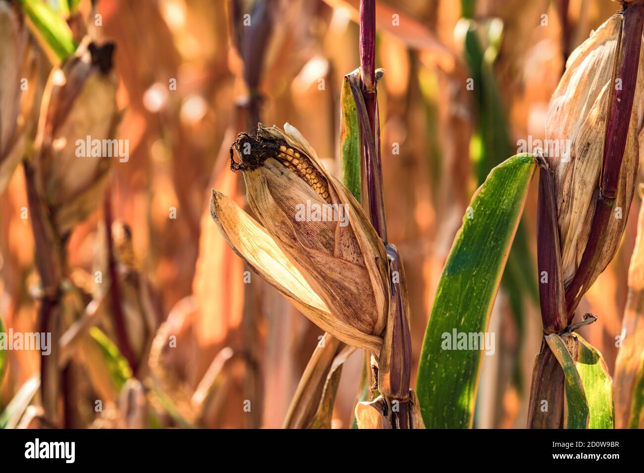Crop damage due to drought and storms in maize Stock Photo - Alamy