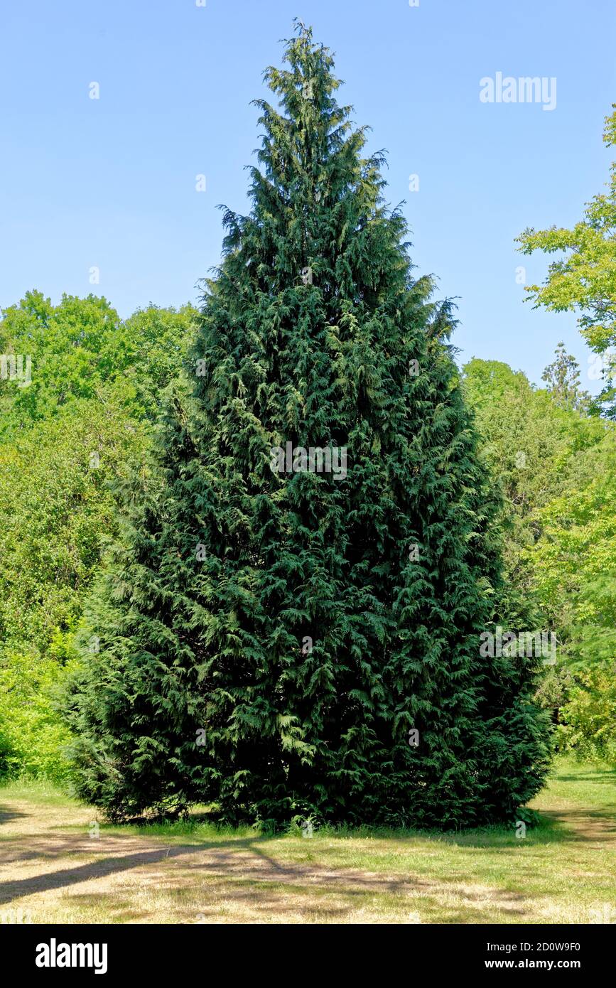 Redwood Sequoia sempervirens tree Stock Photo - Alamy