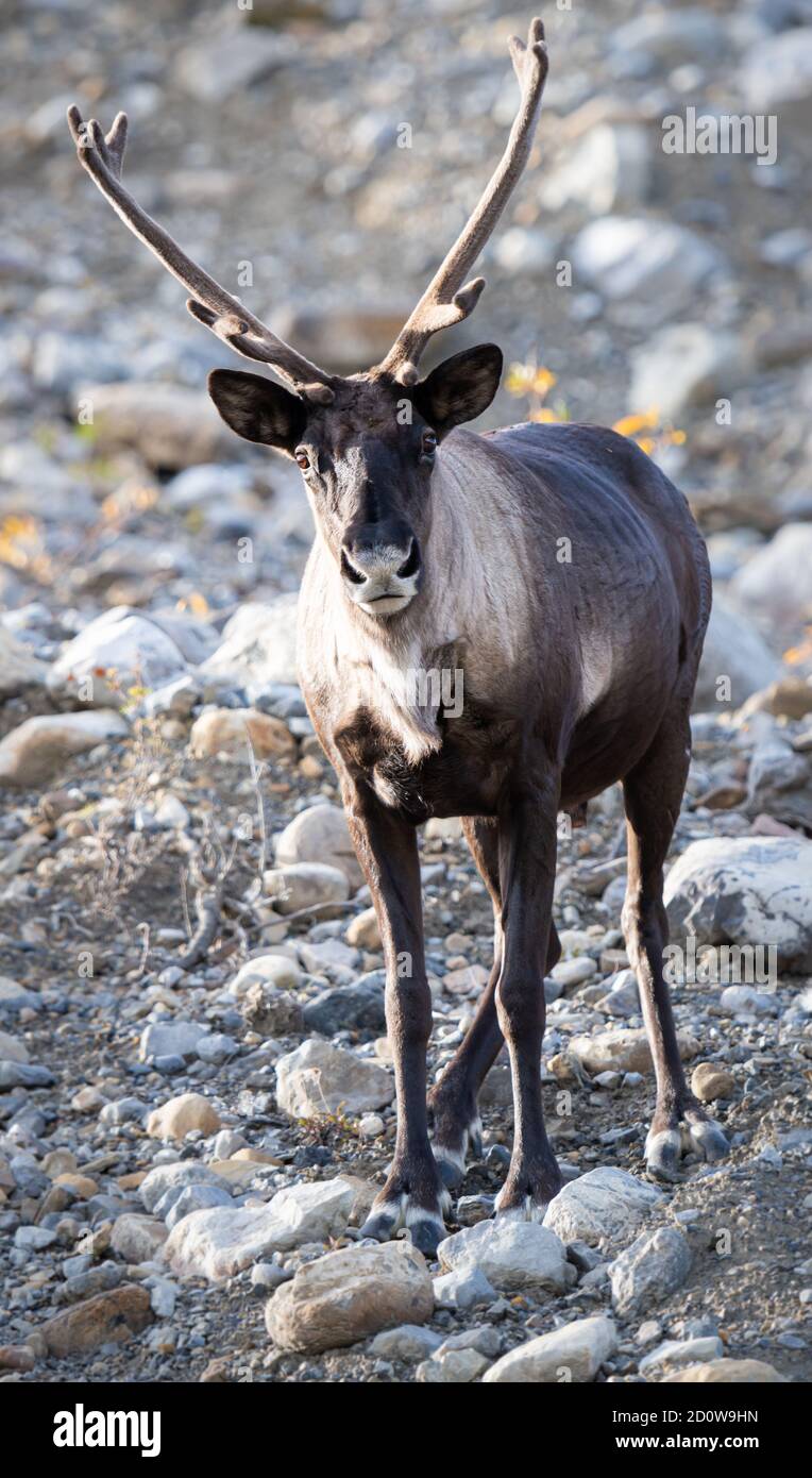 The endangered northern mountain caribou in British Columbia Stock ...