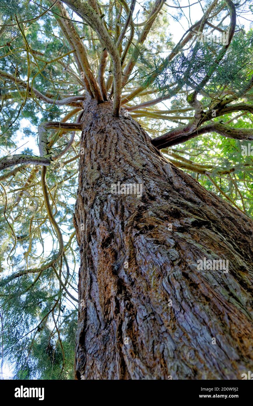 Giant Redwood - Sequoiadendron giganteum is the sole living species in ...