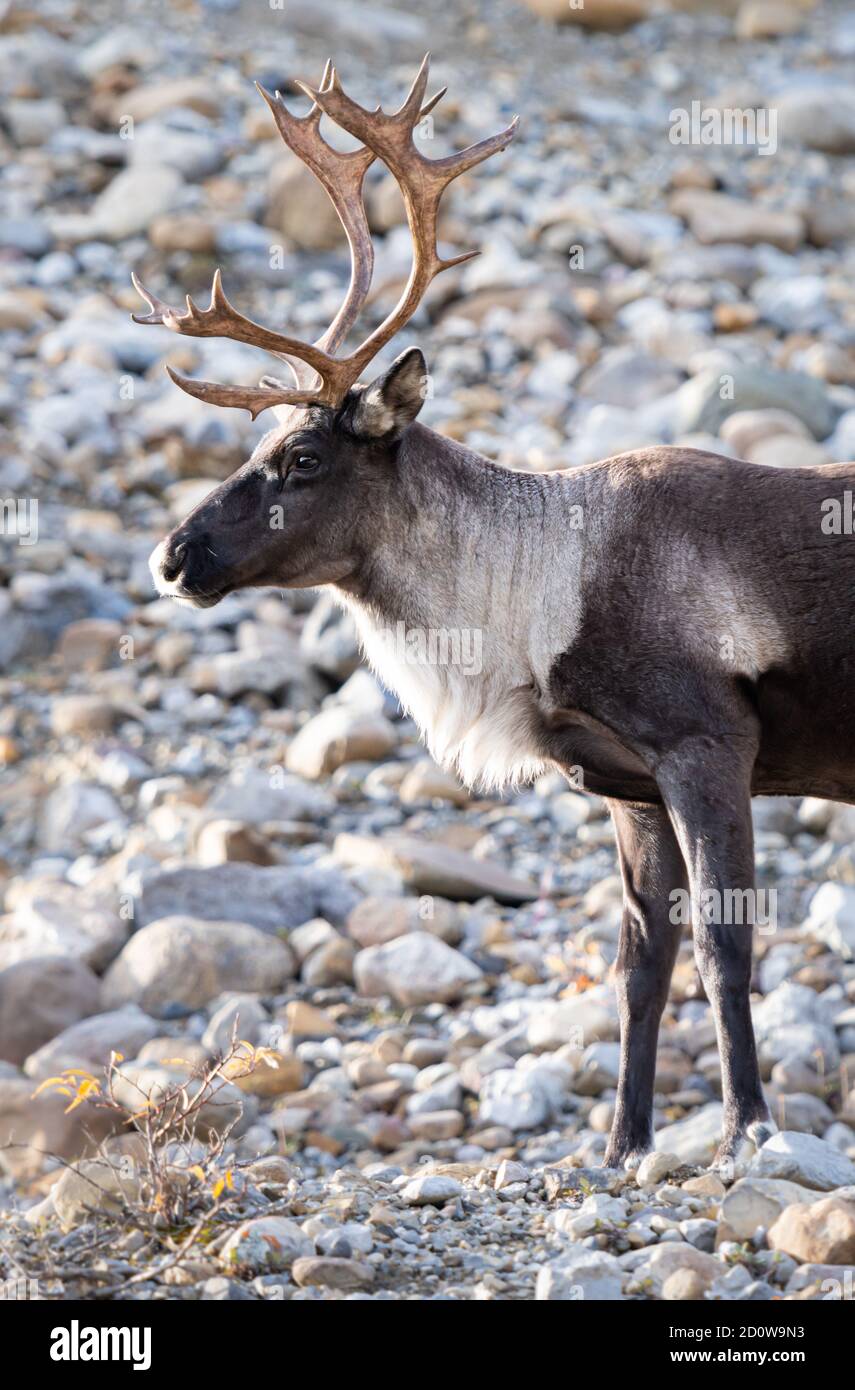 The endangered northern mountain caribou in British Columbia Stock ...