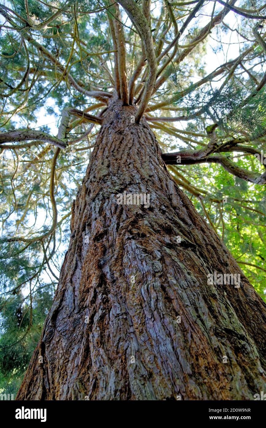 Giant Redwood - Sequoiadendron giganteum is the sole living species in ...