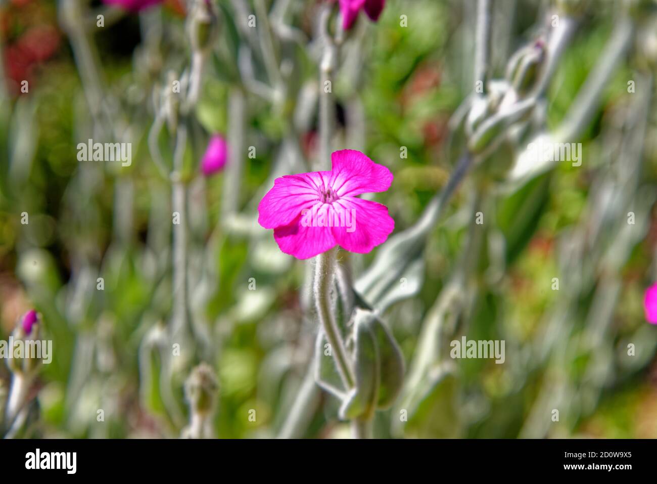 Campion flowers blooming lychnis coronaria hi-res stock photography and ...