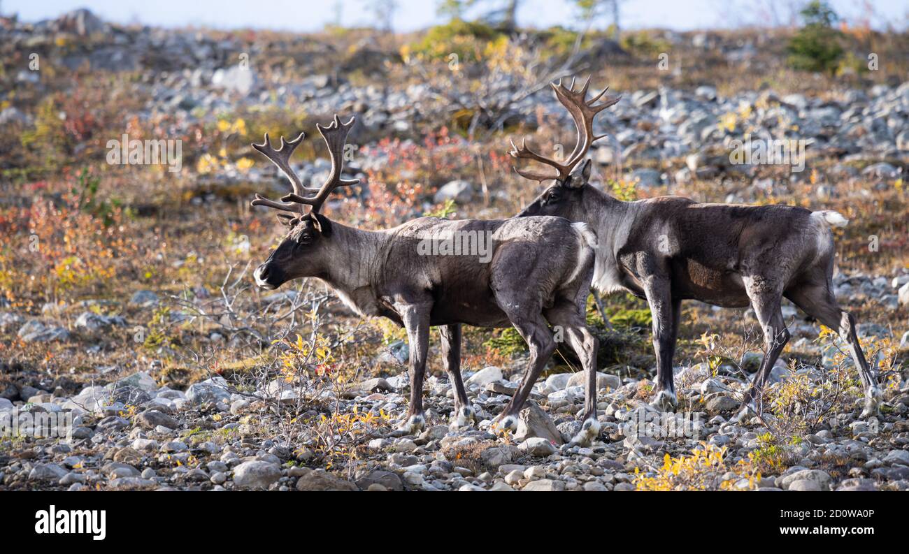 The endangered northern mountain caribou in British Columbia Stock ...