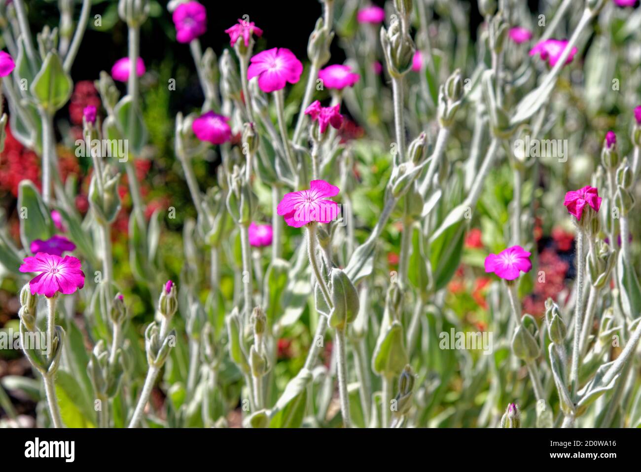 Campion flowers blooming lychnis coronaria hi-res stock photography and ...