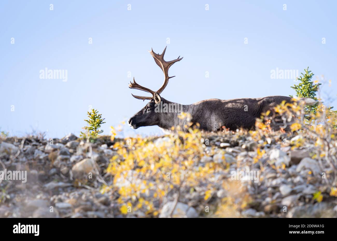 The endangered northern mountain caribou in British Columbia Stock ...