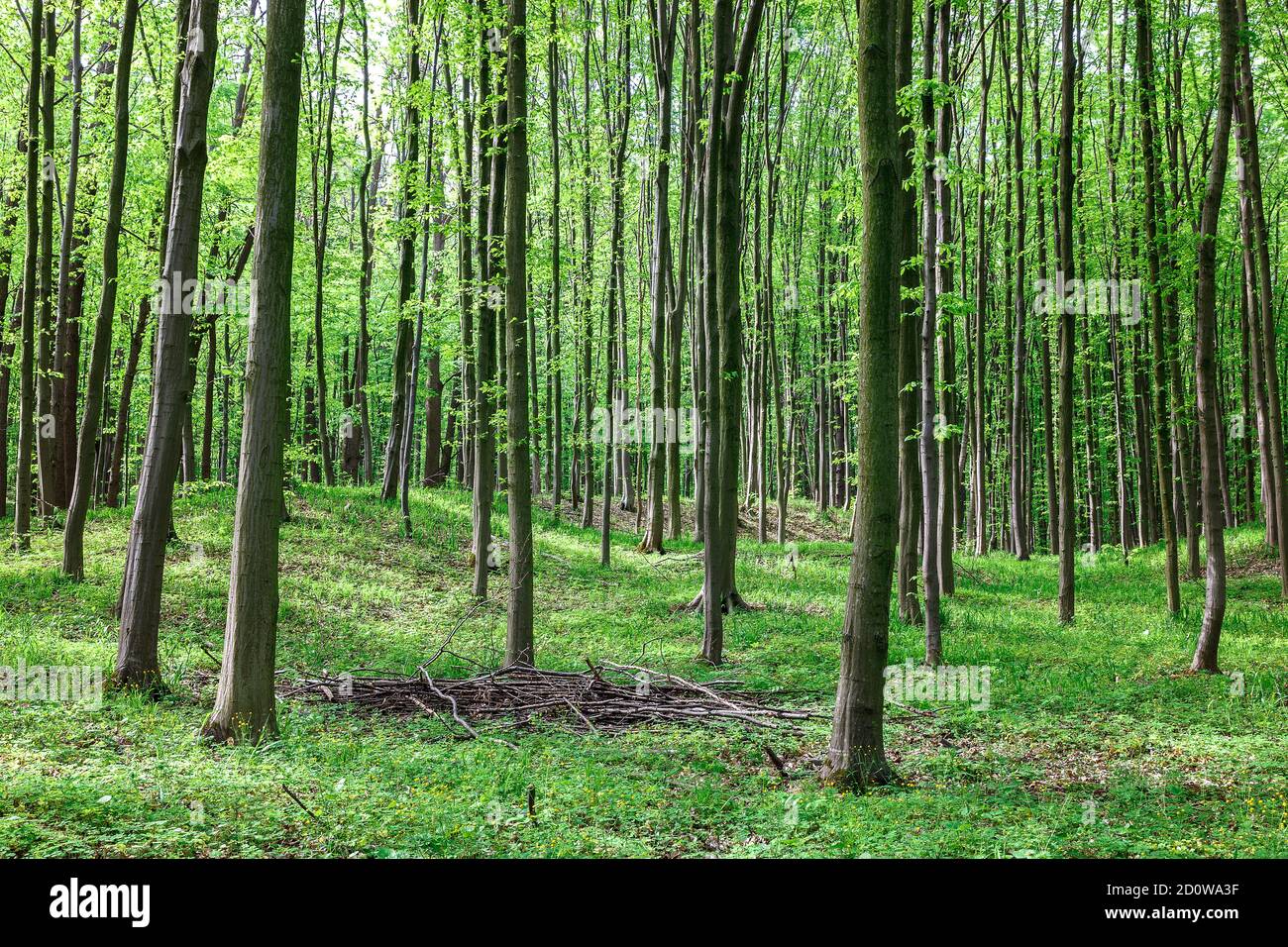 Green deciduous forest in the rain drops on a sunny day Stock Photo - Alamy