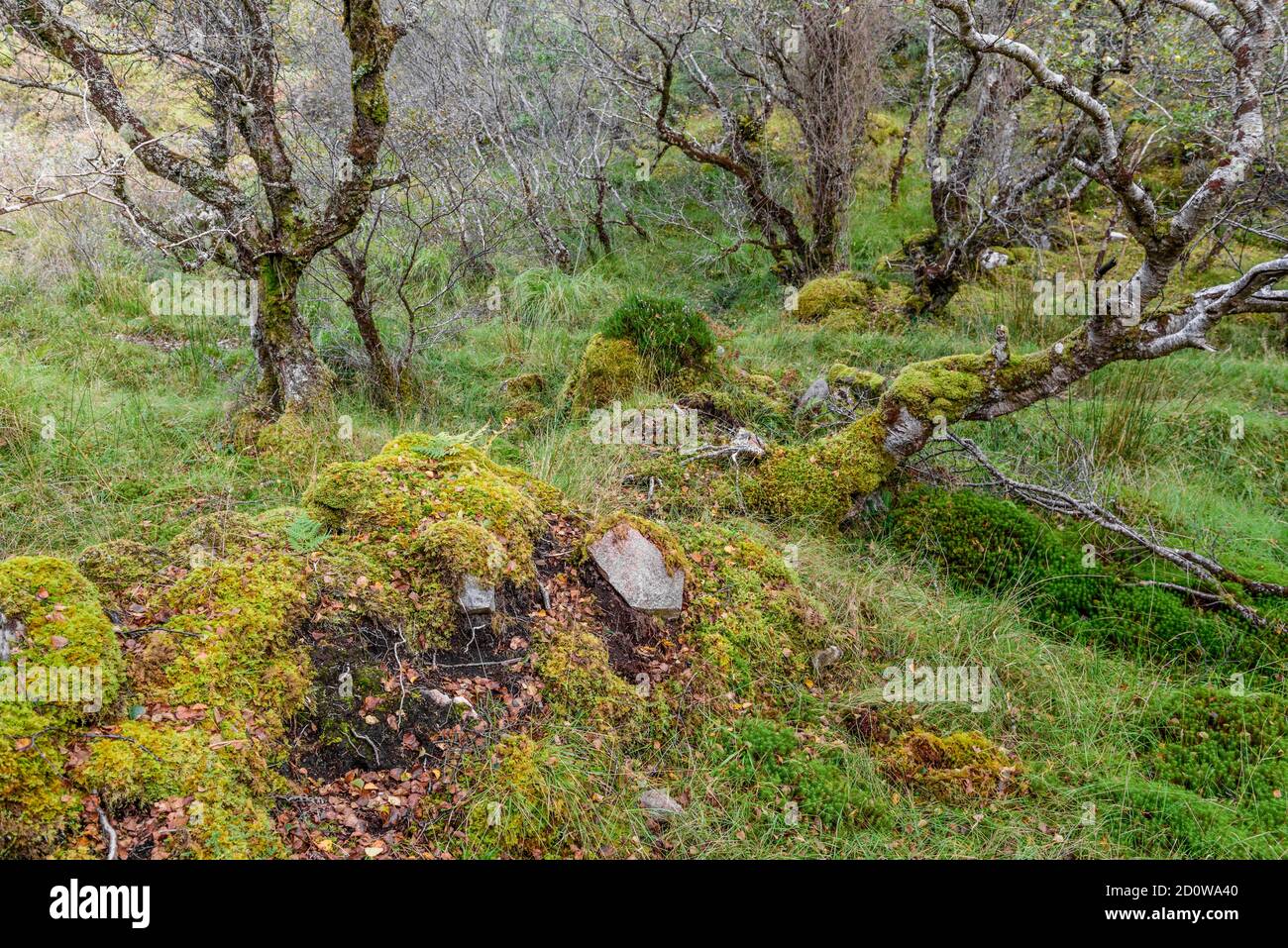 Ancient Birch and hazel woodland on The Isle of Raasay Scotland Stock ...