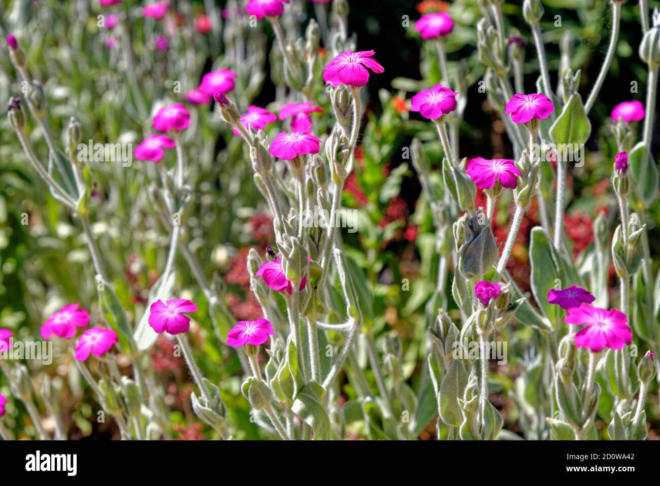 Campion flowers blooming lychnis coronaria hi-res stock photography and ...