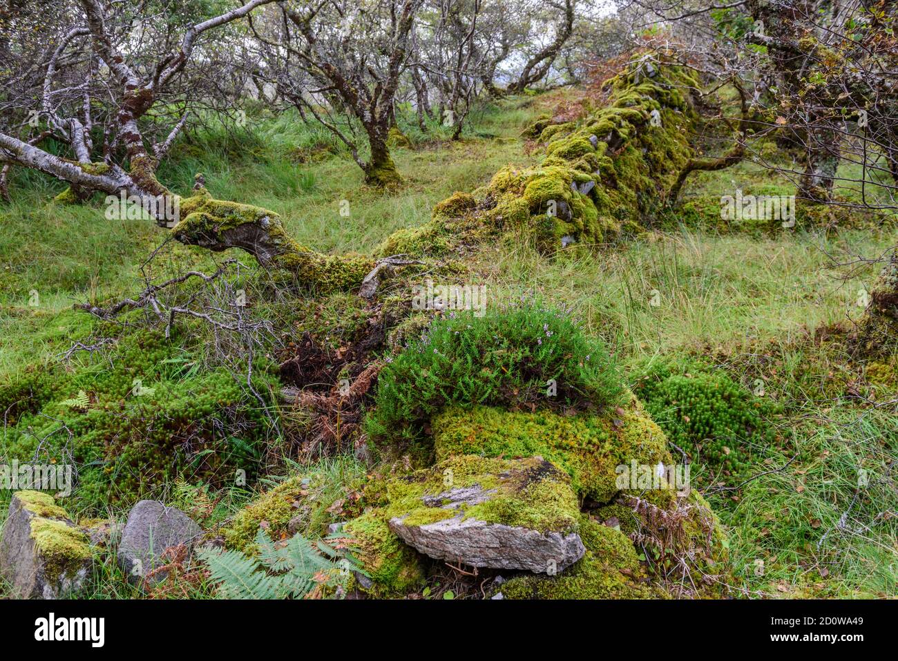 Birch and Hazel woodland near Arnish on The Isle of Raasay Scotland ...