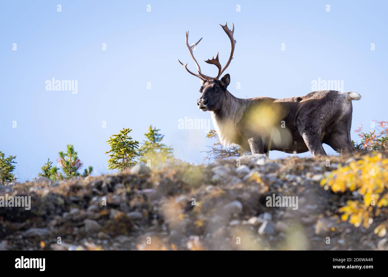 The endangered northern mountain caribou in British Columbia Stock ...