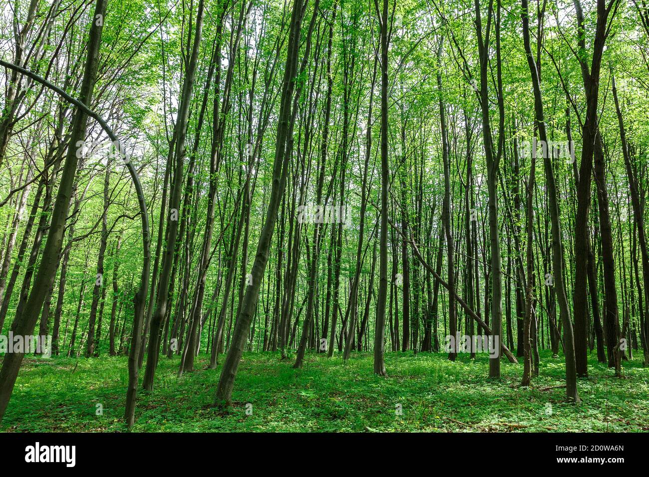 Green deciduous forest in the rain drops on a sunny day Stock Photo - Alamy