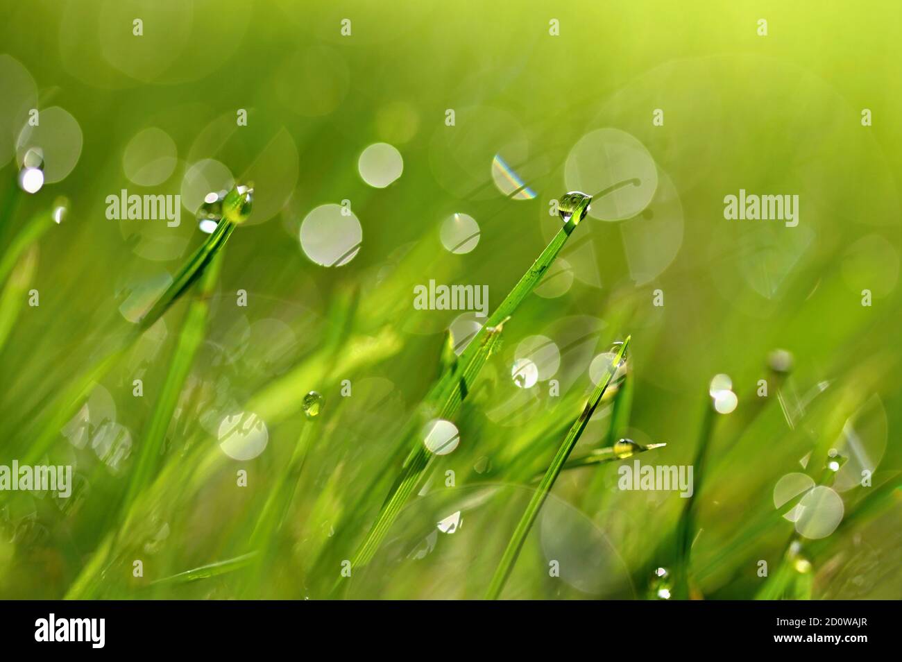 Spring nature. Dew in the grass. Fresh green concept and abstract ...