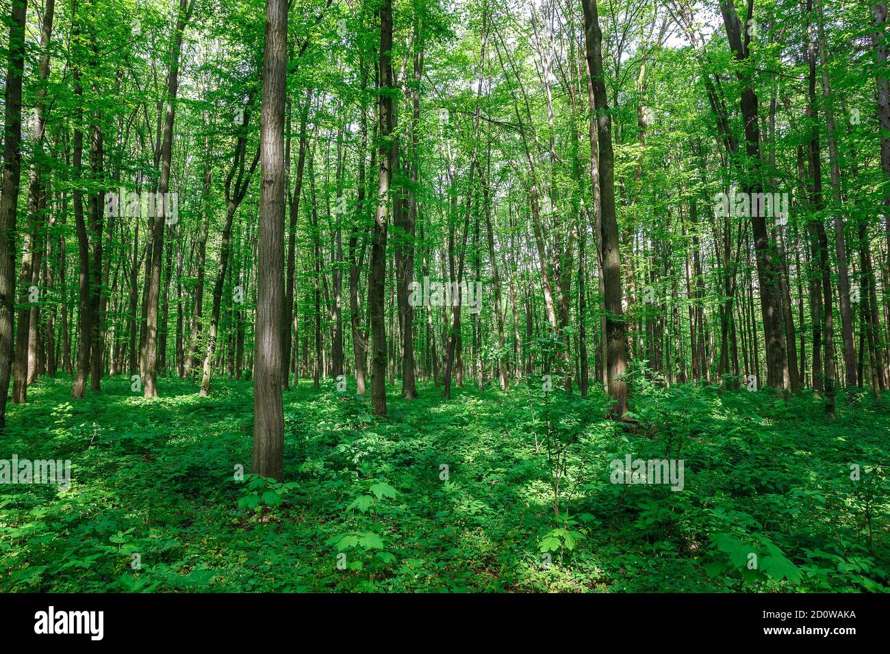 Green deciduous forest in the rain drops on a sunny day Stock Photo - Alamy