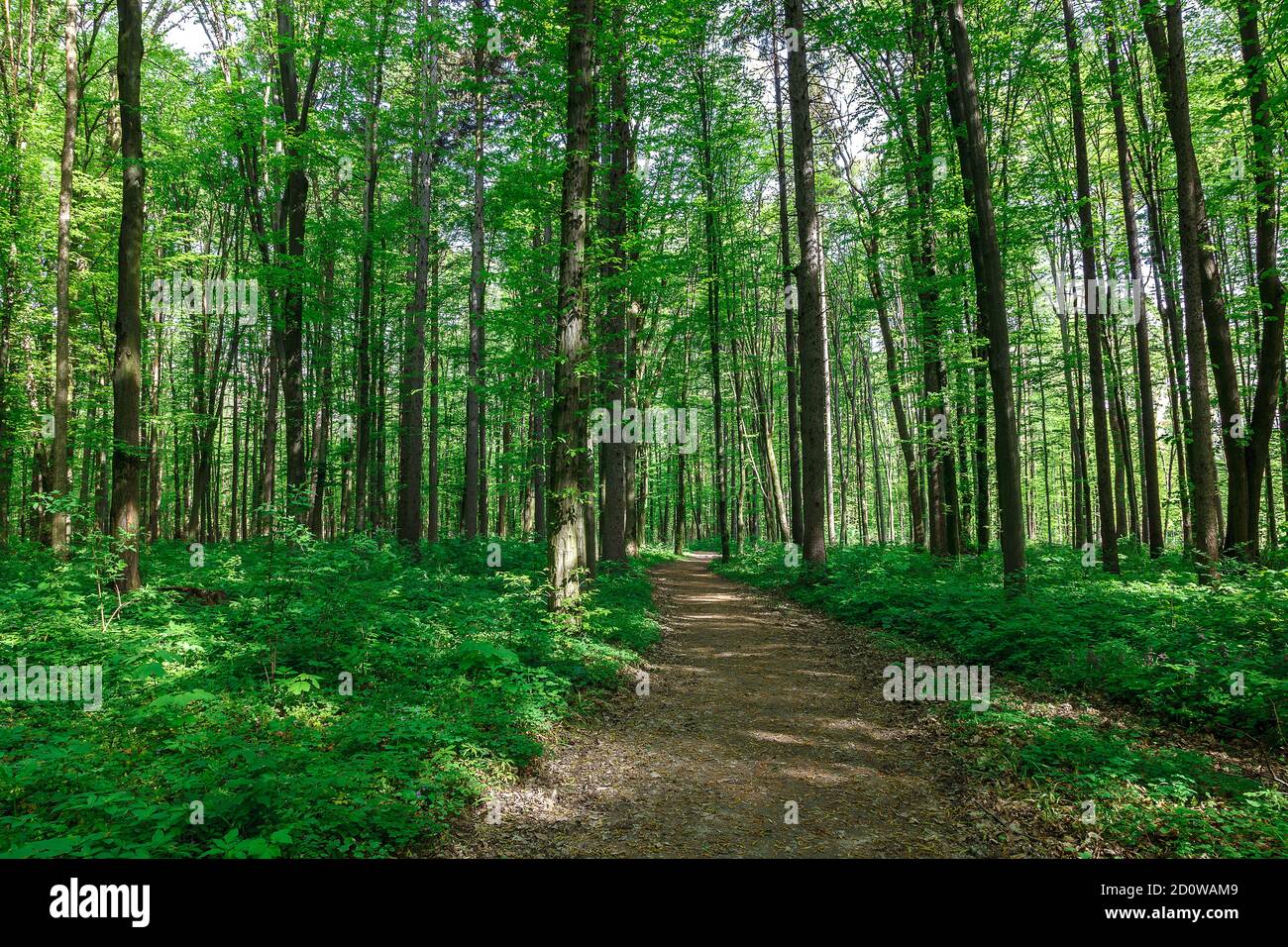 Green deciduous forest in the rain drops on a sunny day Stock Photo - Alamy
