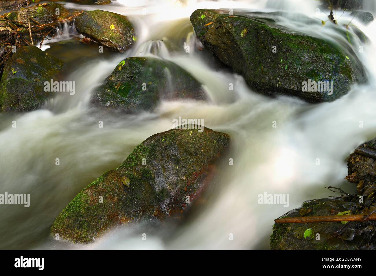 Beautiful landscape with nature and river with stones in the forest ...