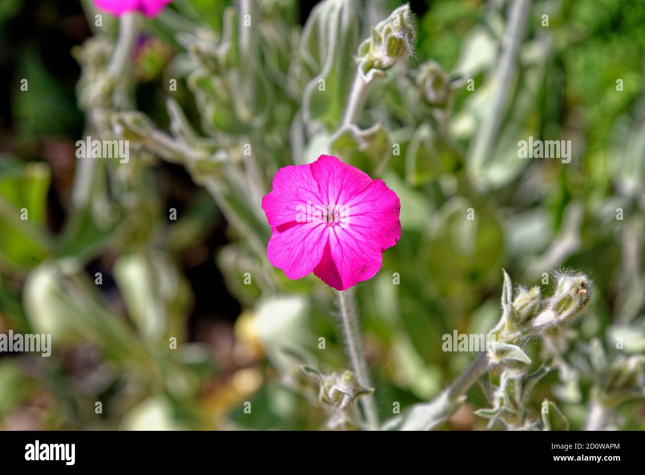 Campion flowers blooming lychnis coronaria hi-res stock photography and ...