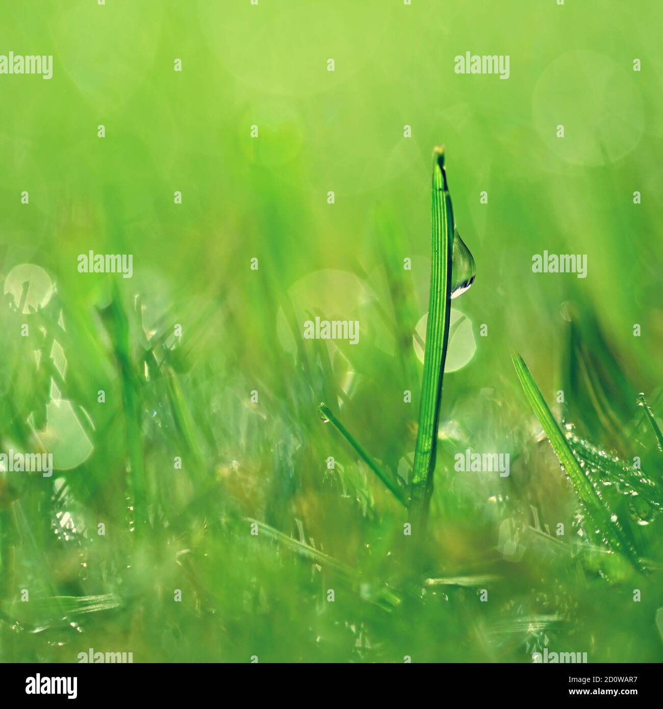 Spring nature. Dew in the grass. Fresh green concept and abstract ...