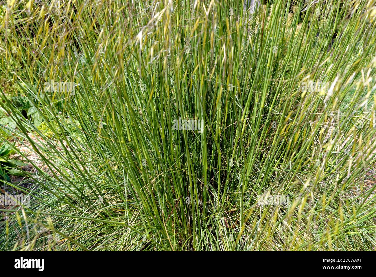 Chinese reed, Miscanthus sinensis, sweet grass family Stock Photo - Alamy
