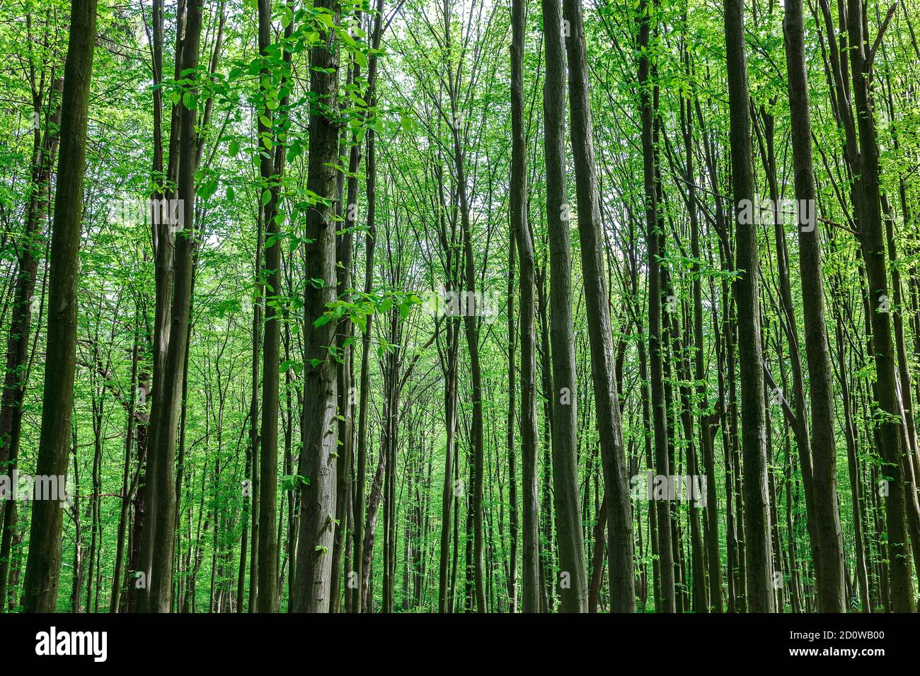 Green deciduous forest in the rain drops on a sunny day Stock Photo - Alamy