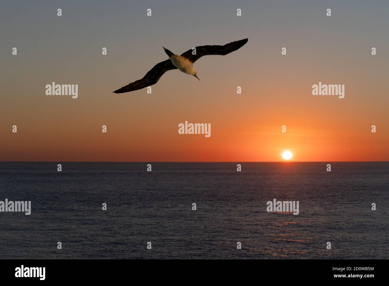 A bird flying into the sunset at sea Stock Photo - Alamy