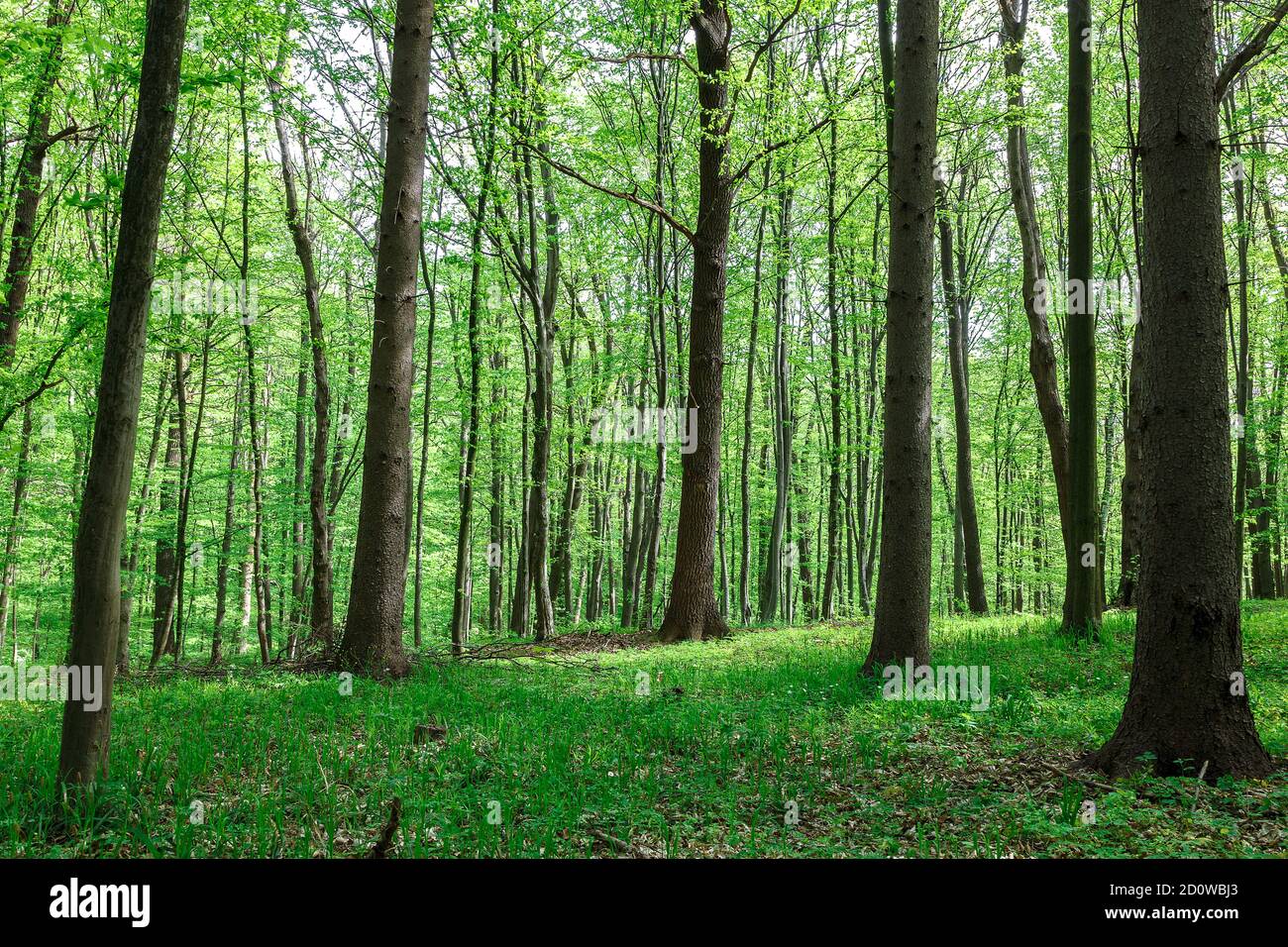 Green deciduous forest in the rain drops on a sunny day Stock Photo - Alamy